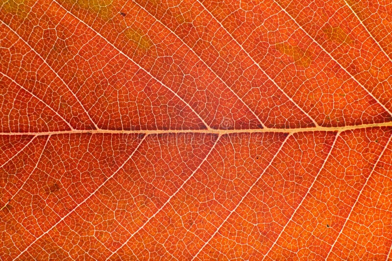 Autumn leaf macro stock image. Image of vivid, decoration - 11612431
