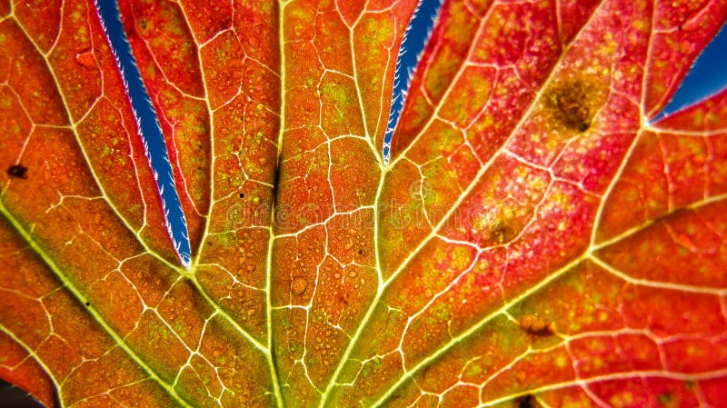 Autumn leaf macro stock image. Image of growth, fall - 29861199