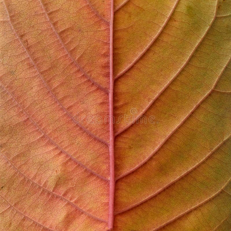Autumn Leaf Macro, Square Shape Frame. Flat Lay Stock Image - Image of ...