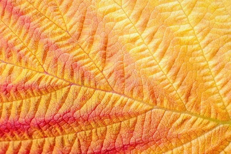 Autumn Leaf Macro Texture and Colors in Fall Season Stock Image - Image ...