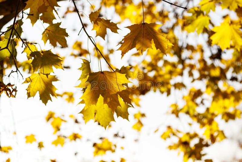 Autumn Leaf. Autumn Maple Leaf. Fallen Leaves. Stock Image - Image of ...