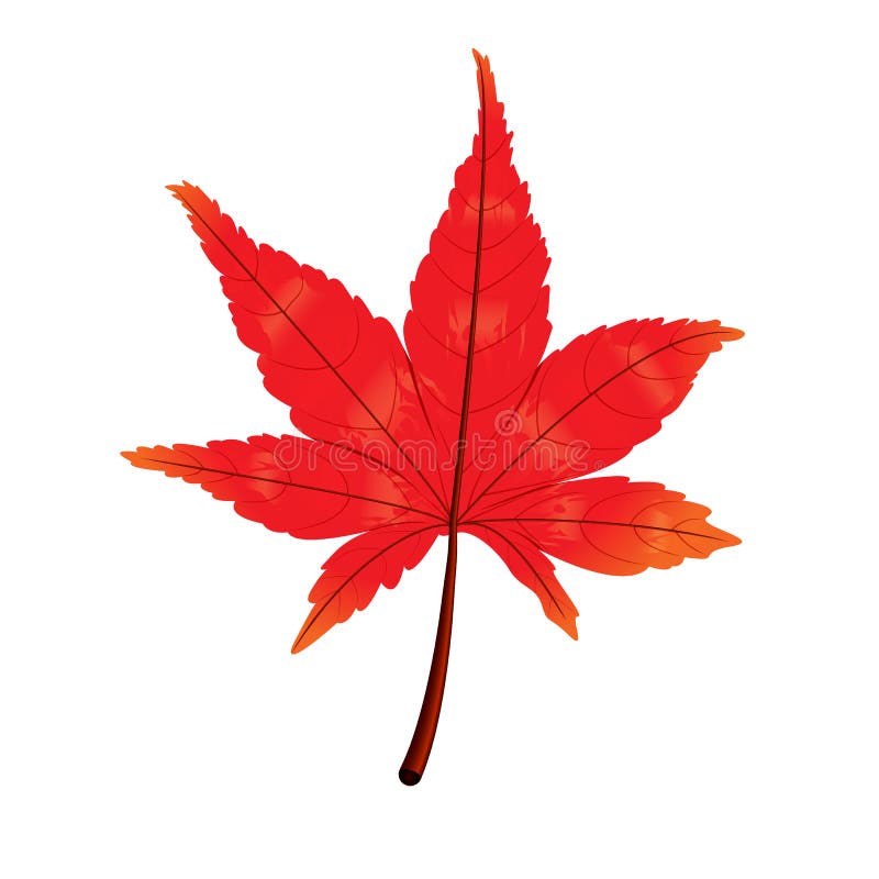 Autumn Leaf, Autumn Maple Leaf Isolated on White Background, Vector ...