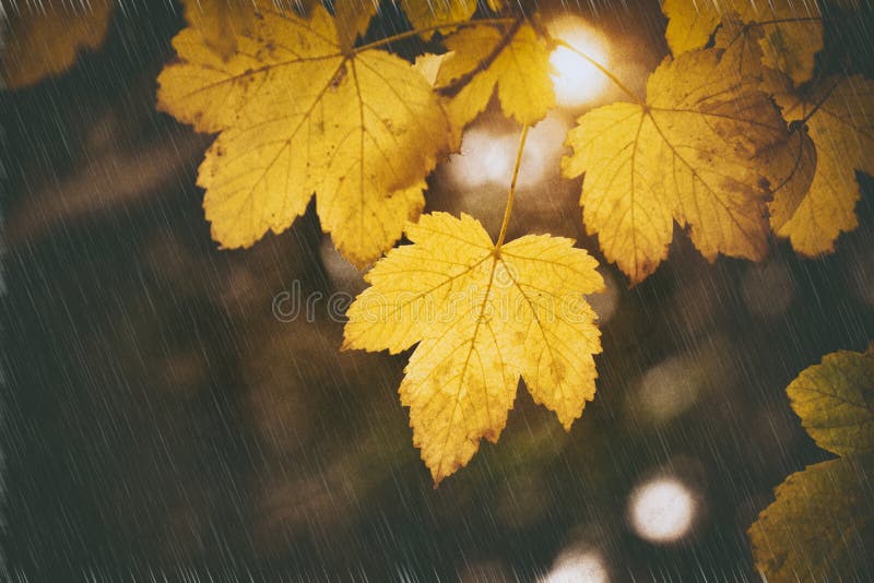 Autumn leaf of maple tree stock image. Image of autumn - 257542415