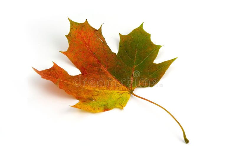Single Maple Leaf Changing Fall Color 2 Stock Image - Image of green ...