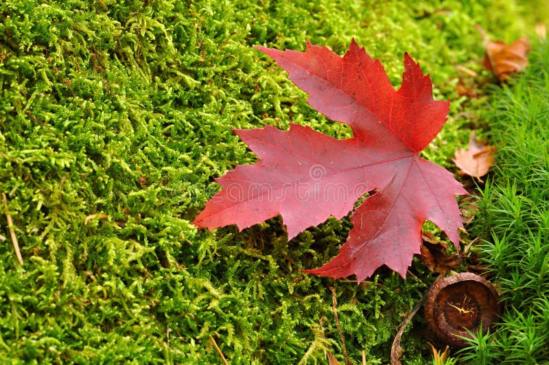 Autumn leaf on moss stock photo. Image of autumn, leaf - 34643898