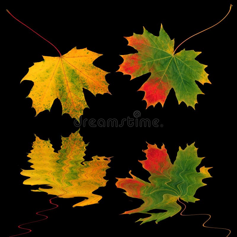 Autumn Leaf Movement stock illustration. Illustration of black - 4932739