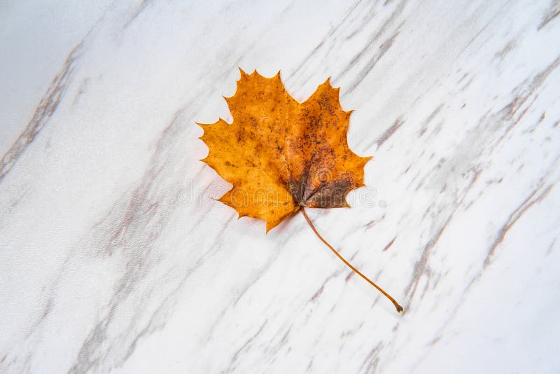 Autumn Leaf Orange Marble stock photo. Image of brown - 134820918