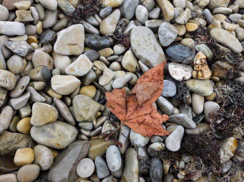 Autumn Leaf on the Pebble Beach. Stones. Stock Photo - Image of leaf ...