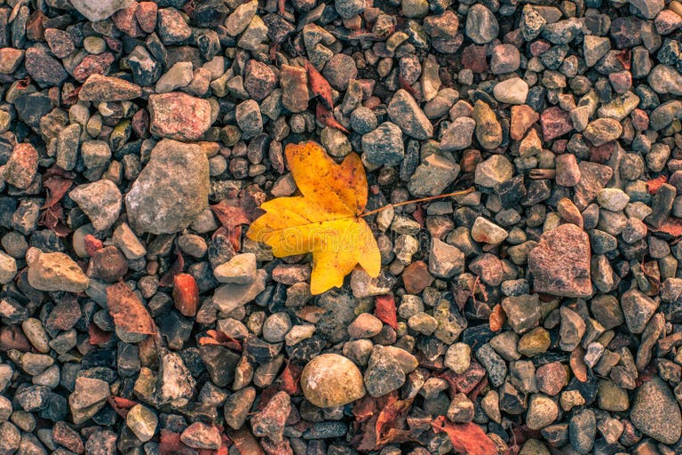 Autumn leaf on pebbles stock image. Image of contrast - 49466339