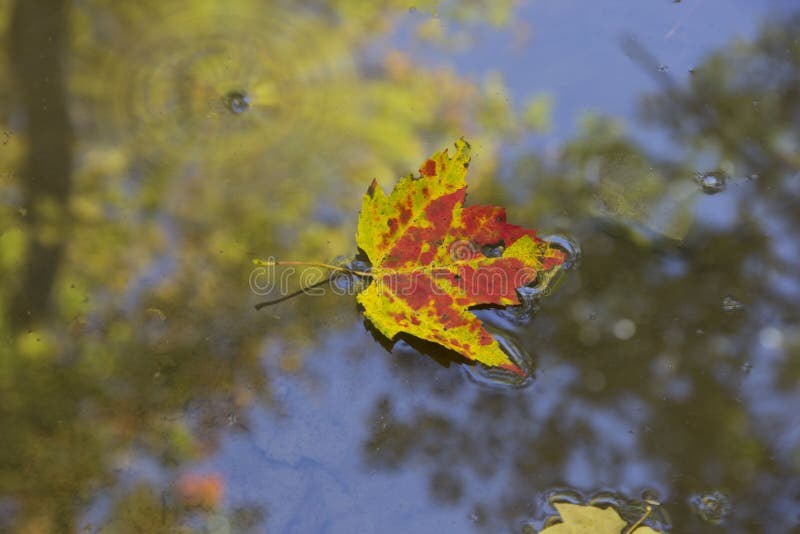 Autumn leaf in puddle stock photo. Image of contrast - 84253154