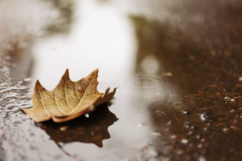 Autumn leaf in puddle stock image. Image of plant, rain - 162424025