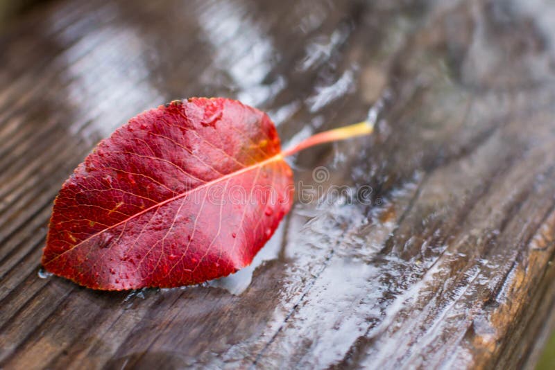 Autumn Leaf Under the Rain 23 Stock Image - Image of water, surface ...