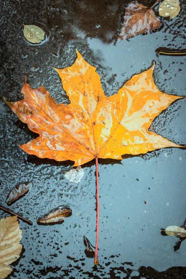 Autumn Leaf in Rain stock photo. Image of fall, autumn - 61132952