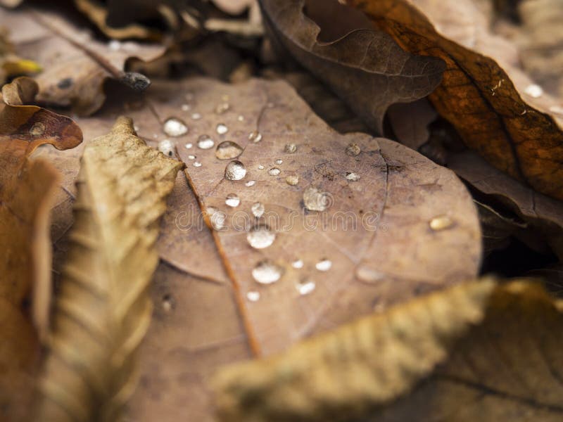 Raindrop On Autumn Leaf stock photo. Image of marsh, horizontal - 16153448