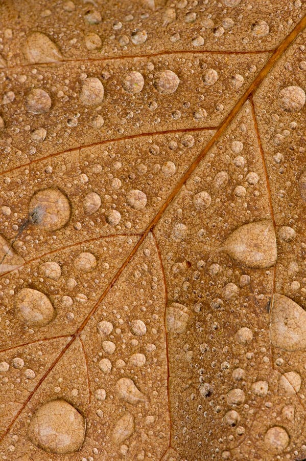 Autumn leaf with raindrops stock photo. Image of garden - 27968540