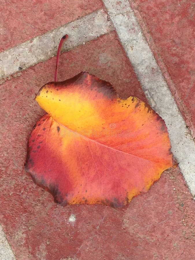Autumn leaf on red brick stock image. Image of fall, seasonal - 88609935