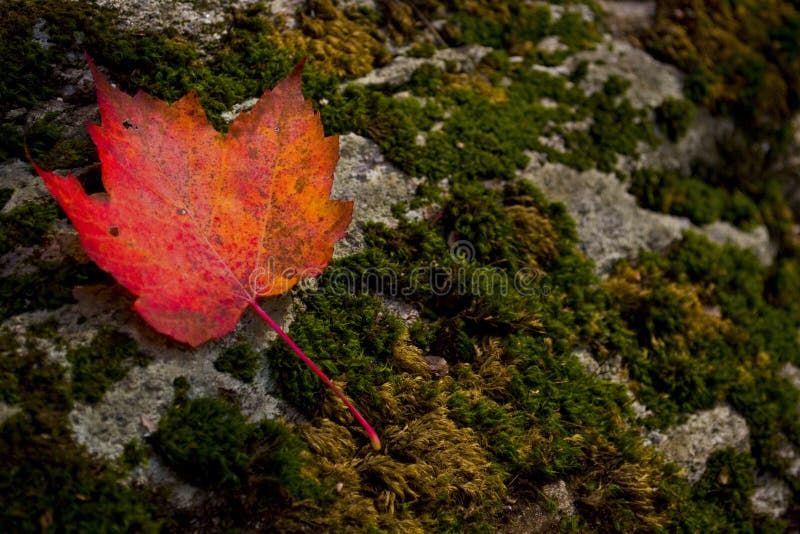 Autumn leaf stock image. Image of seasons, mossy, moss - 36837297