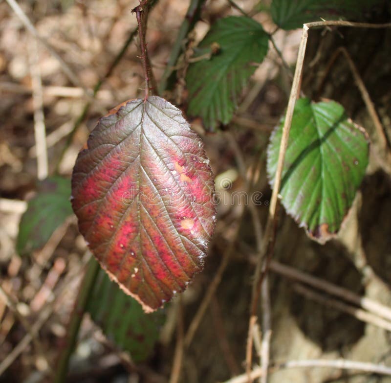 Autumn Leaf Remaining in Spring Stock Image - Image of flower, white ...
