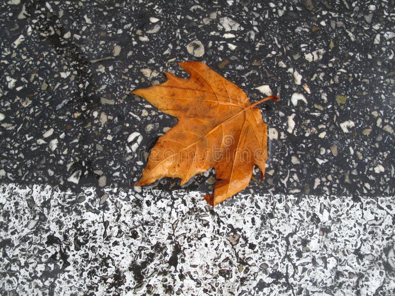 Autumn leaf on the road stock image. Image of botany - 36382799