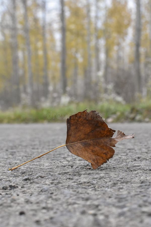 Autumn leaf on the road stock image. Image of park, nature - 103762199