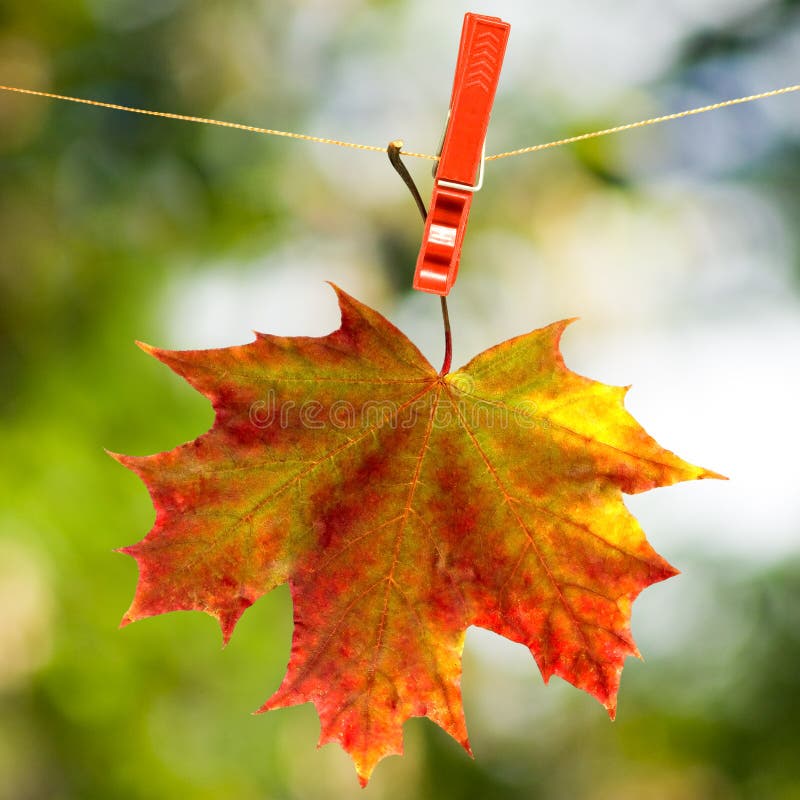 Autumn leaf on a rope stock photo. Image of graceful - 50750566