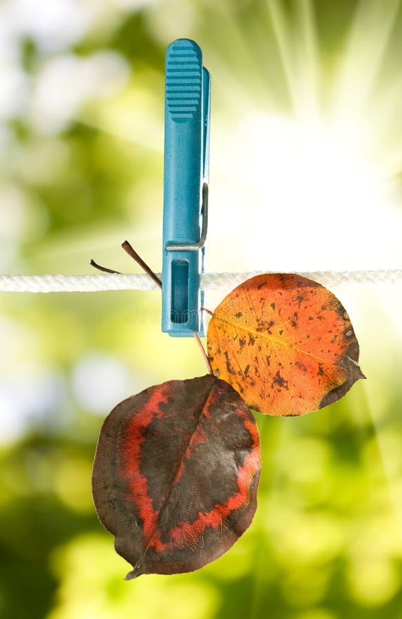Autumn of Leaf on a Rope on the Sun Background Stock Photo - Image of ...