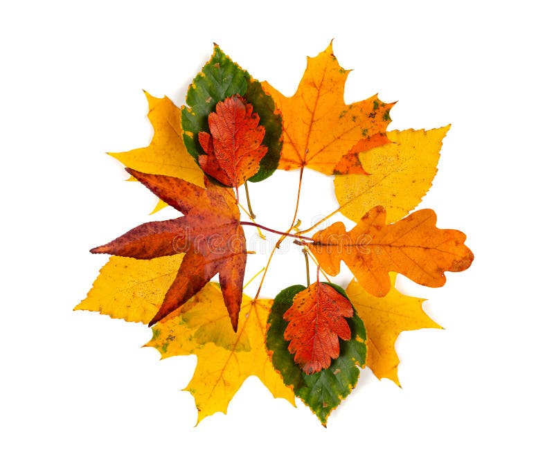 Autumn Leaf Round Frame Isolated Fall Leaves Border Colorful October Pattern Autumn Leaf