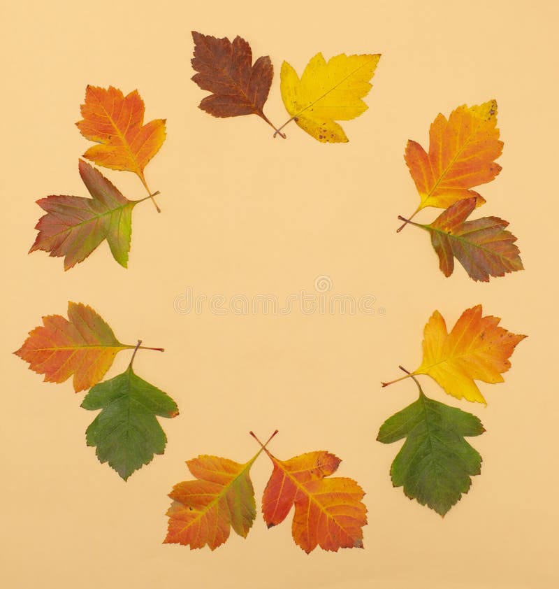 Autumn leaf round rim stock photo. Image of foliage, yellow - 13727126