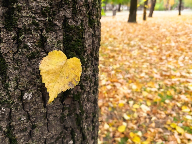 Autumn Leaf in the Shape of a Heart on the Bark of a Tree. Autumn ...