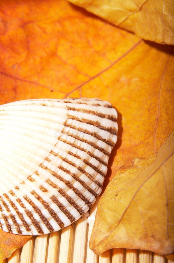 Autumn leaf and shell stock photo. Image of decoration - 3612578