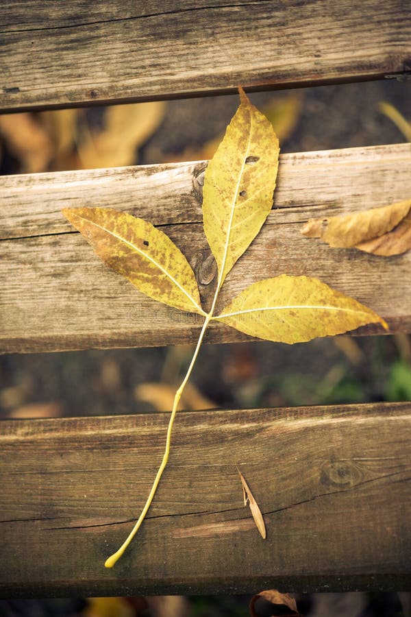 Autumn leaf stock photo. Image of autumn, bench, wooden - 45935570