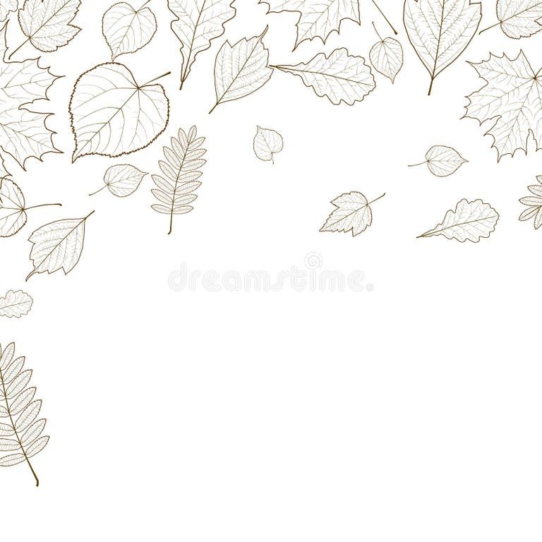 Maple Leaf Skeleton Stock Illustrations – 649 Maple Leaf Skeleton Stock ...