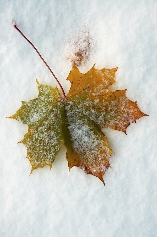Autumn leaf on snow stock image. Image of autumn, beauty - 30376251