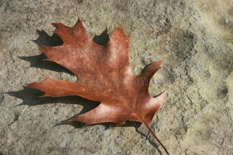 Autumn Leaf on Stone Background Stock Image - Image of seasonal, leaf ...