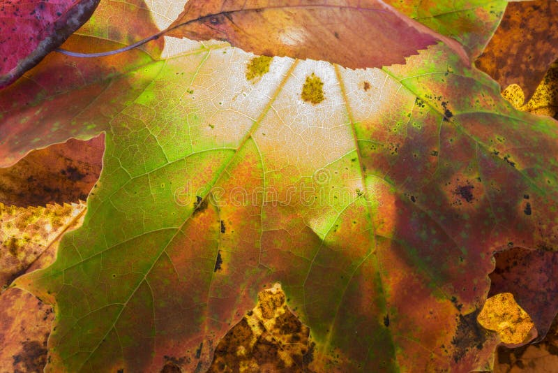 Autumn Leaf Structure in the Cairngorms of Scotland Stock Image - Image ...