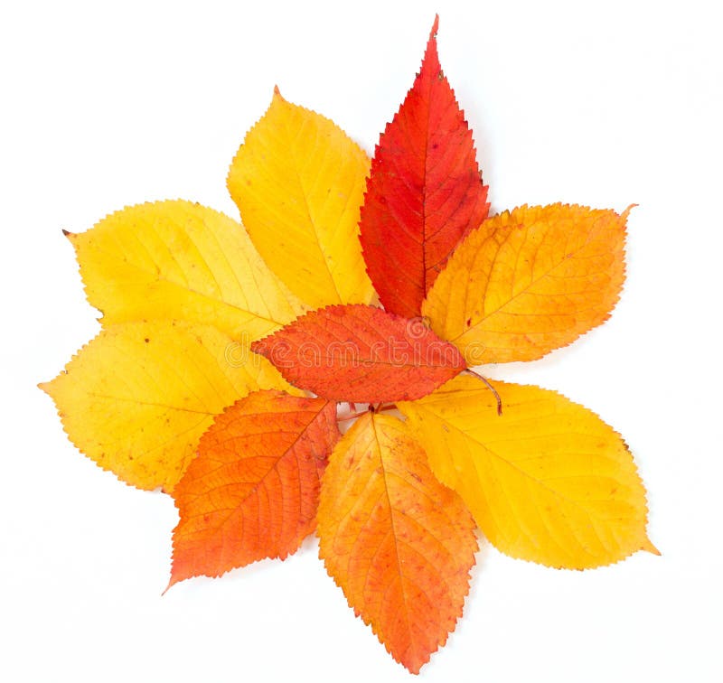 Autumn Leaf Text Template on White Background Stock Image - Image of ...
