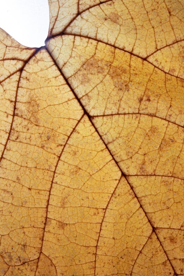 Autumn Leaf Texture Close-up with Veins Vertical Format Stock Photo ...