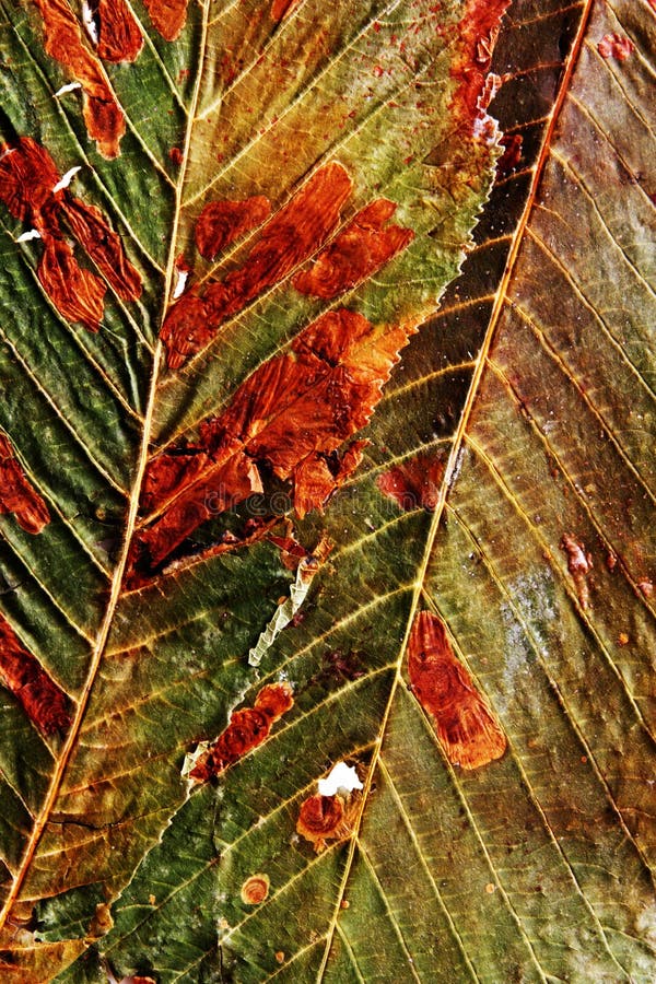 Autumn leaf texture stock image. Image of autumn, november - 98626705