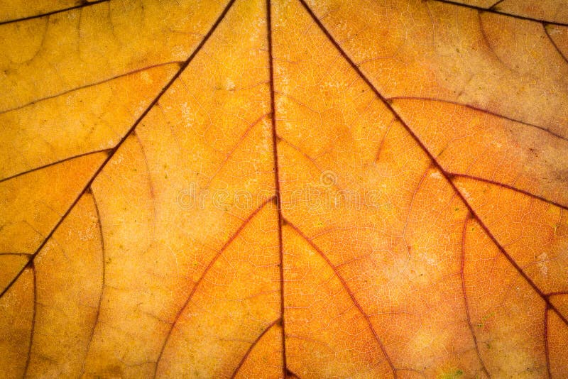 Autumn leaf texture stock photo. Image of macro, grunge - 33623726