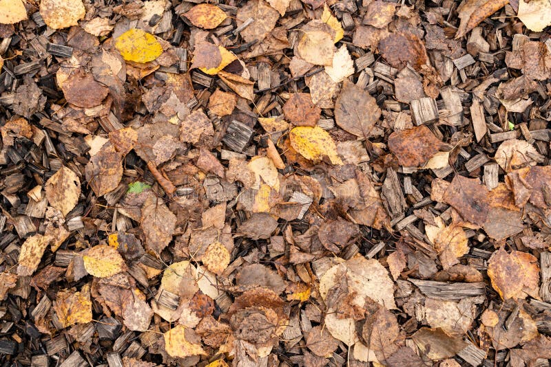 Autumn Leaf Texture Outdoor Stock Image - Image of leaves, abstract ...
