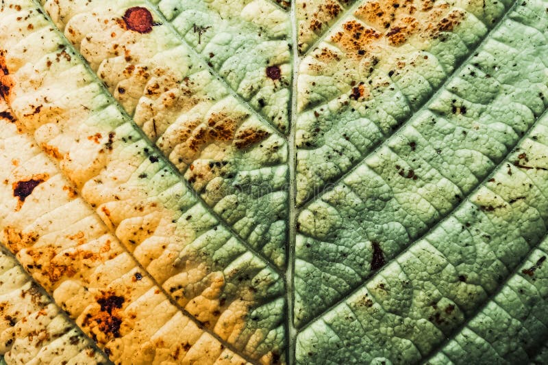 Autumn Leaf Texture Under a Microscope. Macro Photo Stock Image - Image ...