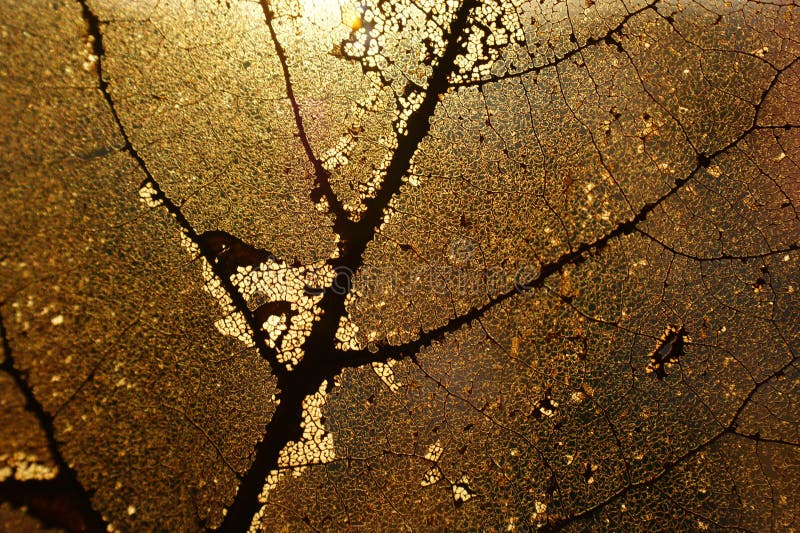 Autumn Leaf Transparent Translucent Sunshine Stock Photo - Image of ...