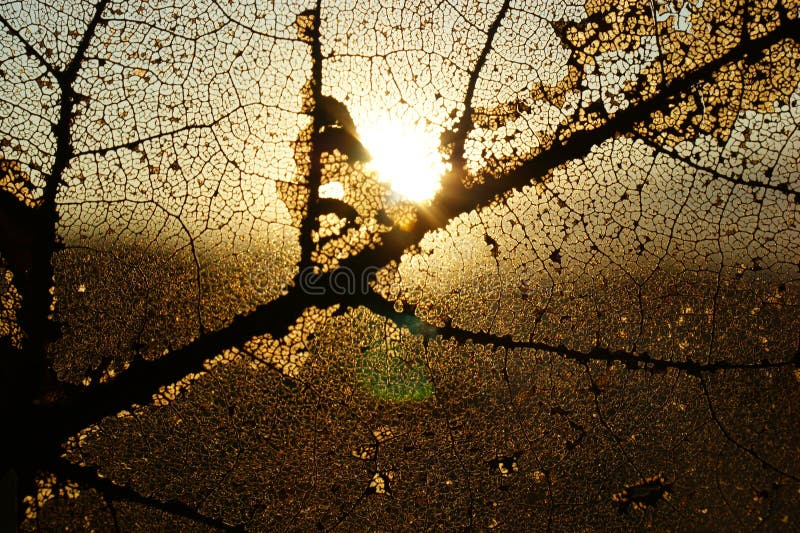 Autumn Leaf Transparent Translucent Sunshine Stock Photo - Image of ...