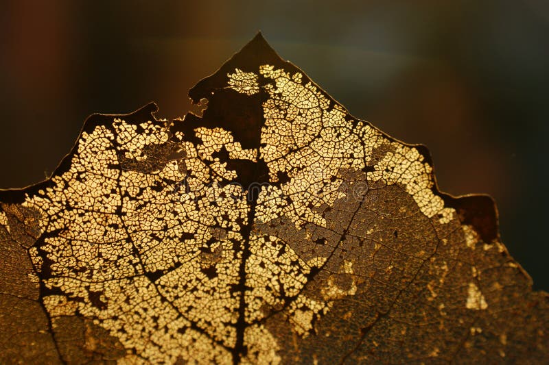 Autumn Leaf Transparent Translucent Sunshine Stock Photo - Image of ...