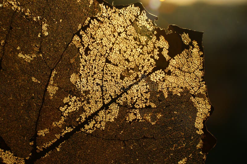 Autumn Leaf Transparent Translucent Sunshine Stock Photo - Image of ...