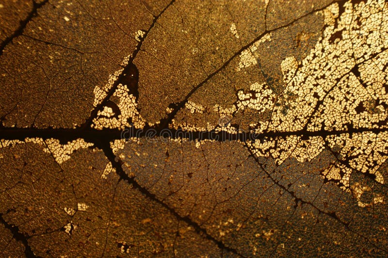 Autumn Leaf Transparent Translucent Sunshine Stock Photo - Image of ...