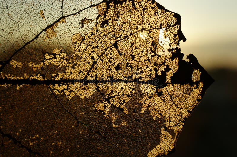 Autumn Leaf Transparent Translucent Sunshine Stock Photo - Image of ...