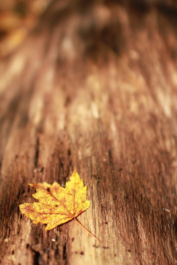 Autumn leaf on tree bark stock image. Image of hike, bark - 54600627