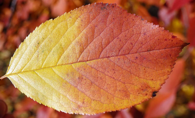 Autumn Leaf on a Tree Branch Stock Image - Image of fire, leaf: 250746319