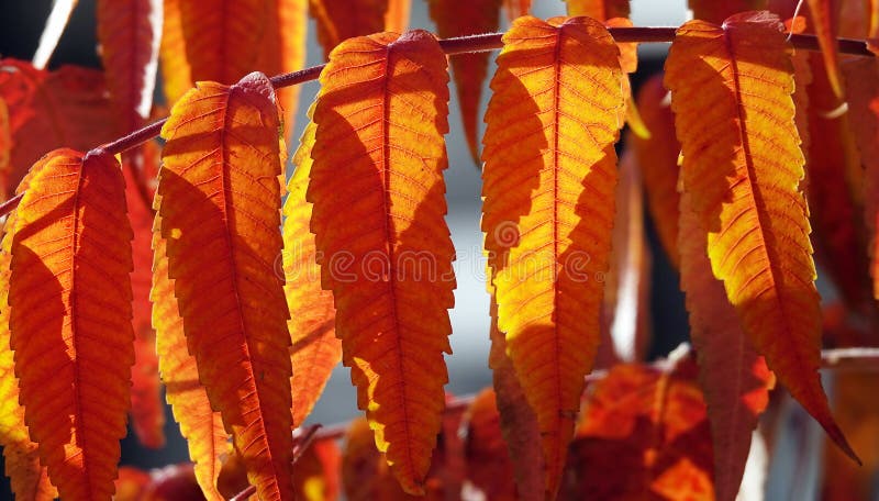 Autumn Leaf on a Tree Branch Stock Image - Image of hanging, trees ...